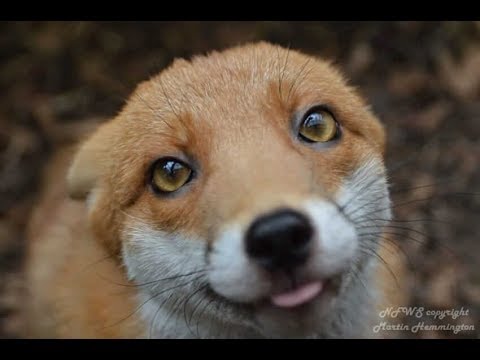 Tiny Red Fox Is Too Tame For The Wild, So She Moves In With Her ...