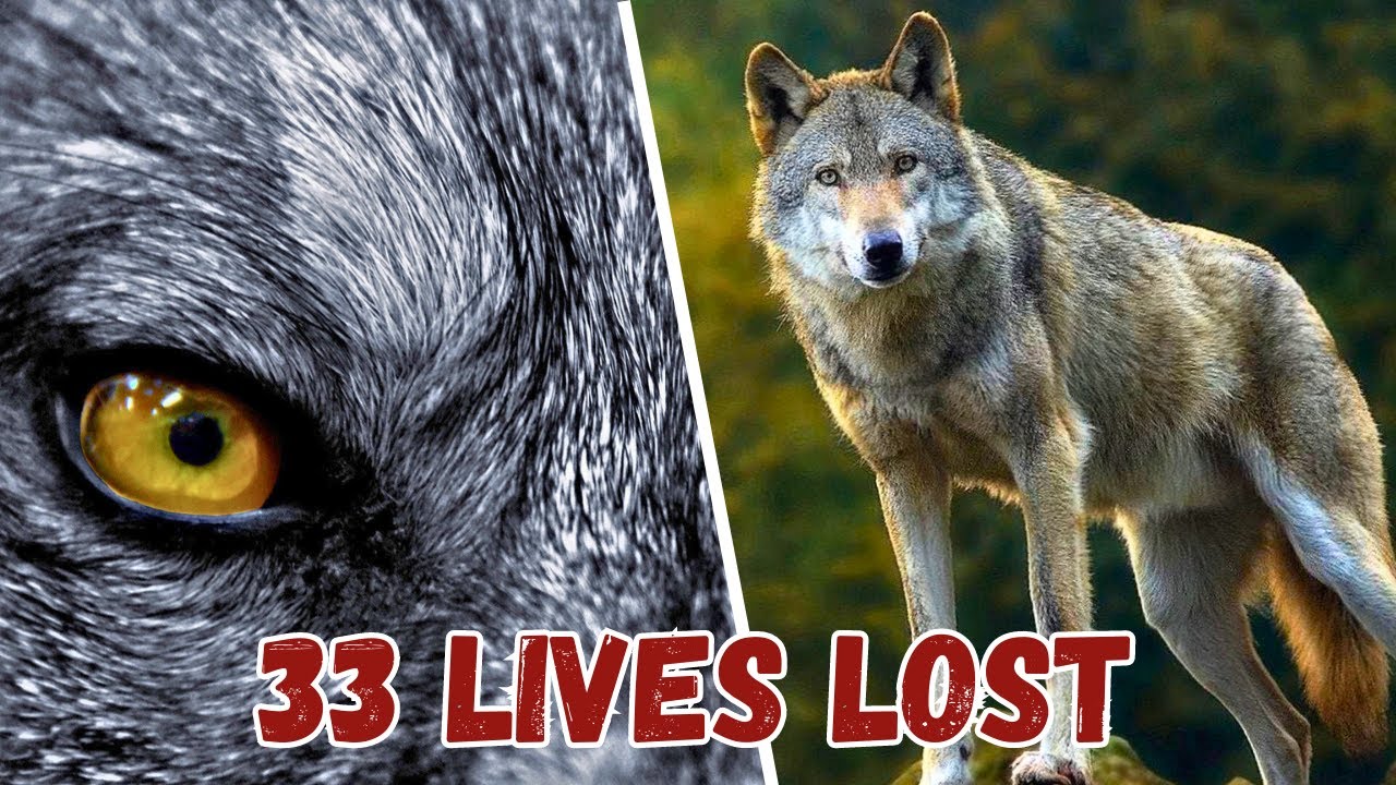 TOP-2 Deadliest Wolves In Human History || 33 Lives Were Lost - YouTube