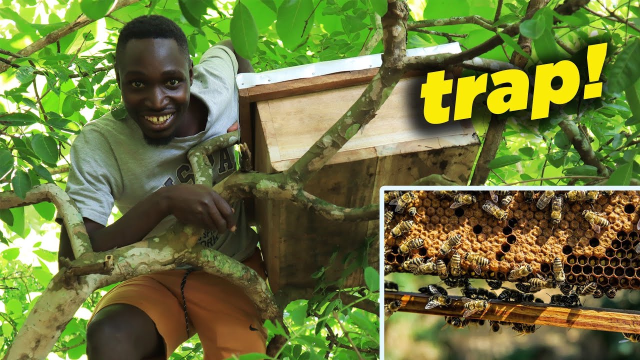 Setting a TRAP to Attract BEES from the Wild - YouTube