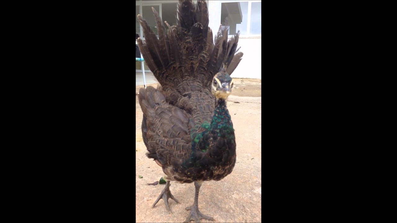 Filhote de Pavão Verde de Java - YouTube