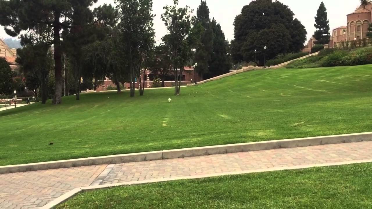 Beacon running around UCLA - YouTube