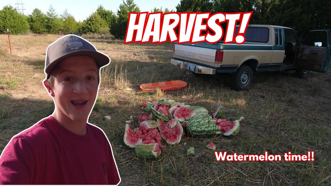 Harvest Time!! - YouTube