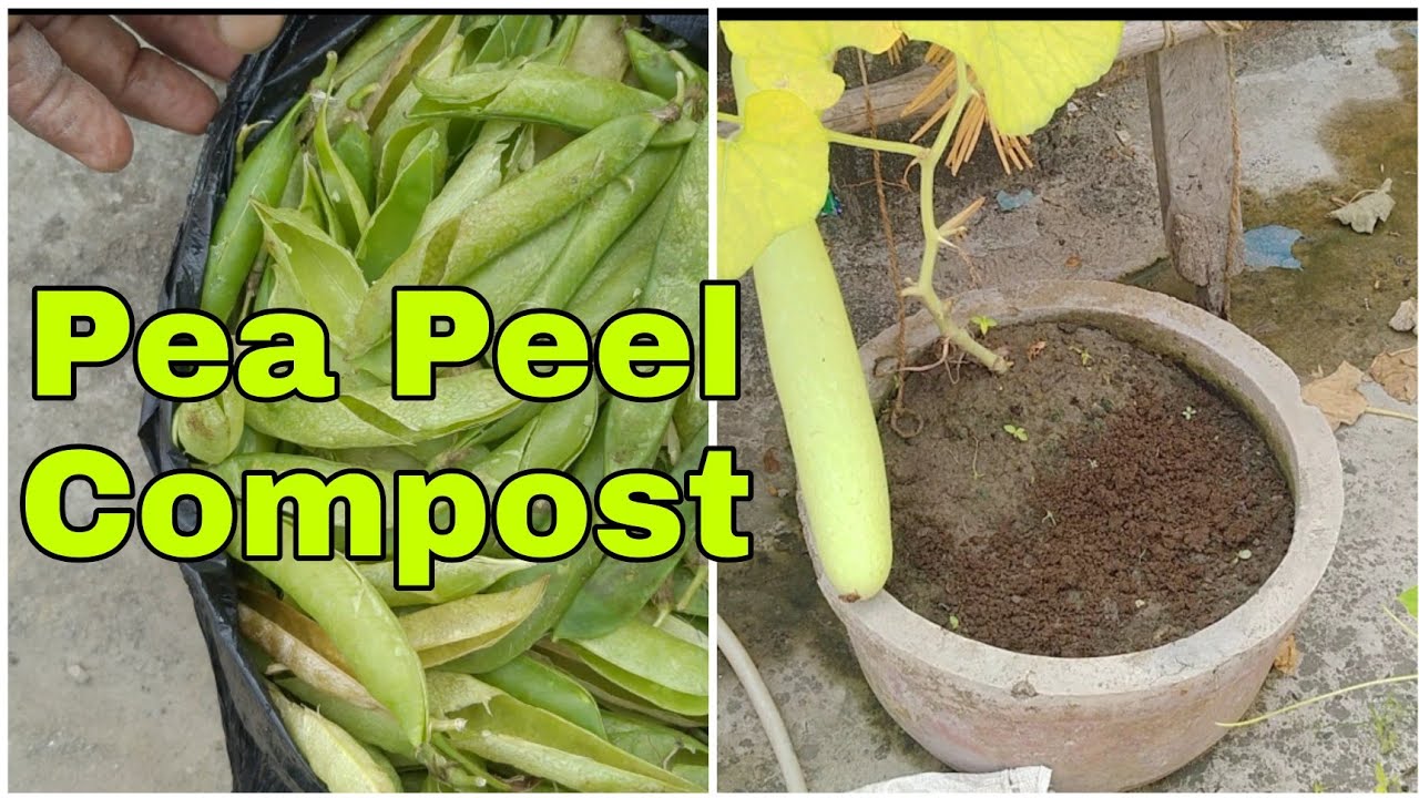 Pea Peel Compost - YouTube