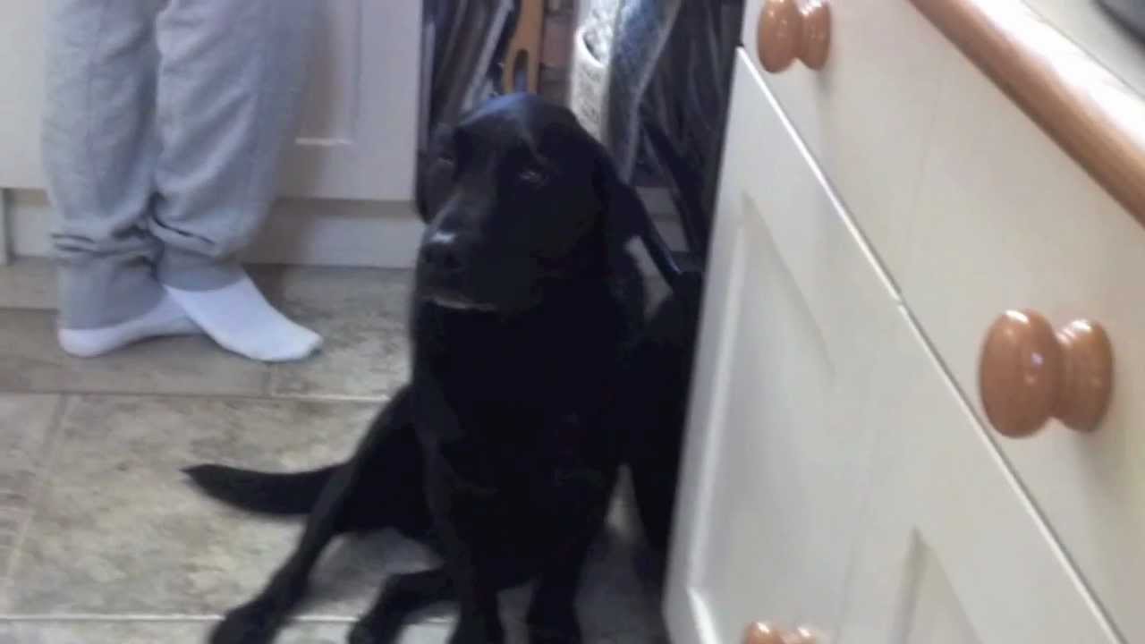 Crazy Labrador - YouTube