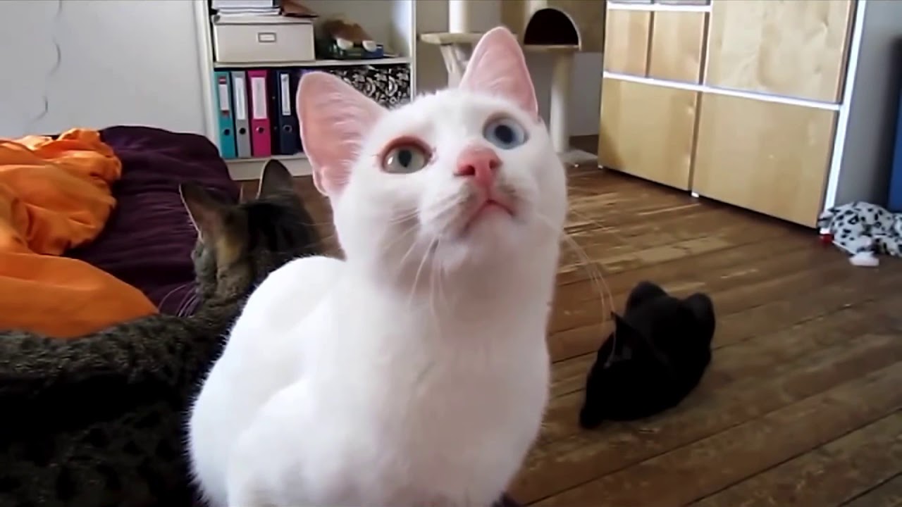 MEOWWWWWWW - YouTube