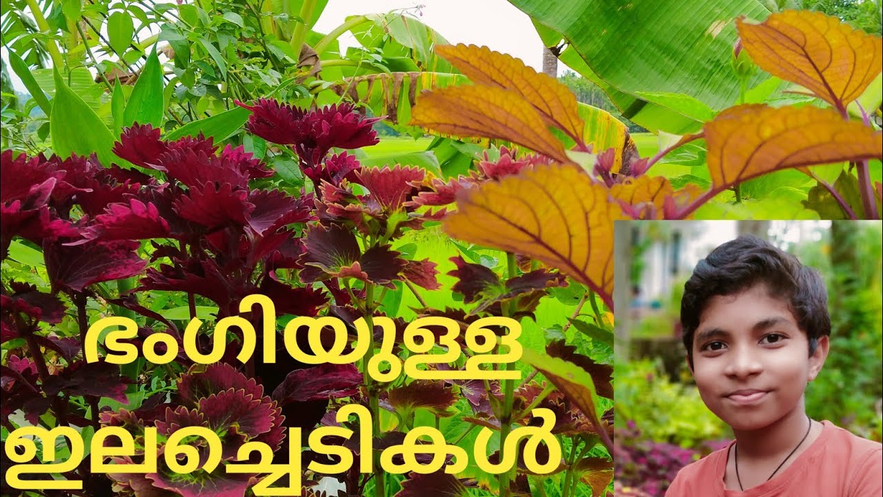 Beautiful Leaf Plants Malayalam YouTube Beautiful Leaf Plants Malayalam YouTube