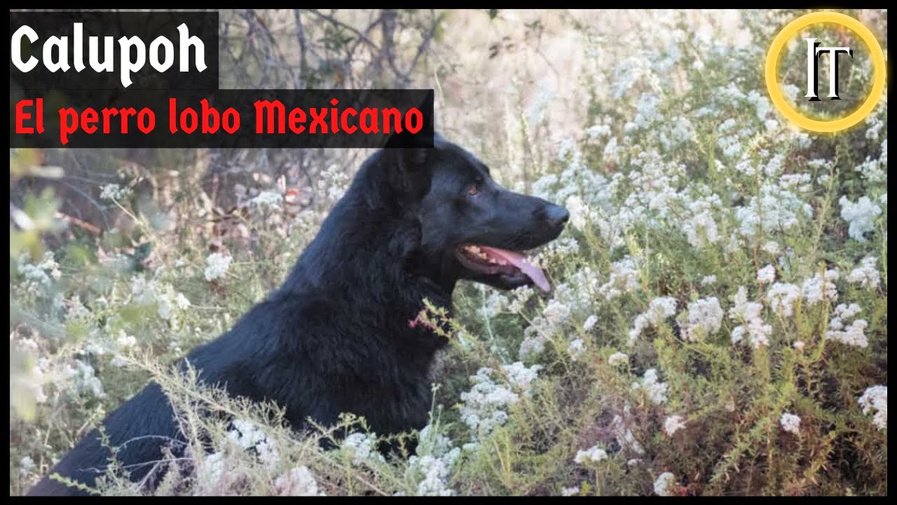 CALUPOH // EL PERRO MEXICANO QUE DESCONOCIAS. - YouTube