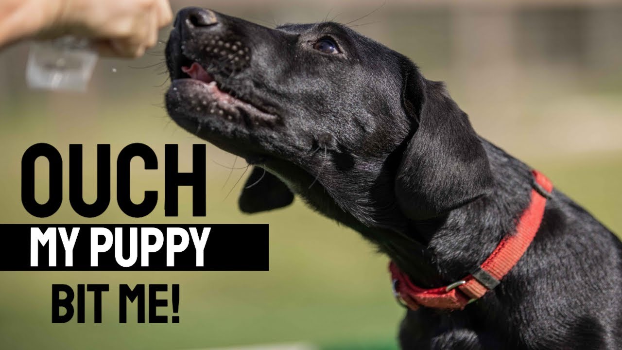 Ouch puppy! DON'T BITE ME. Puppy bitting 101!! - YouTube