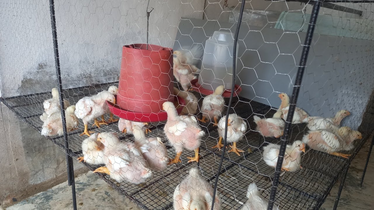 Pollos de engorde cría de pollitos de engorde criando pollos en tu casa ...