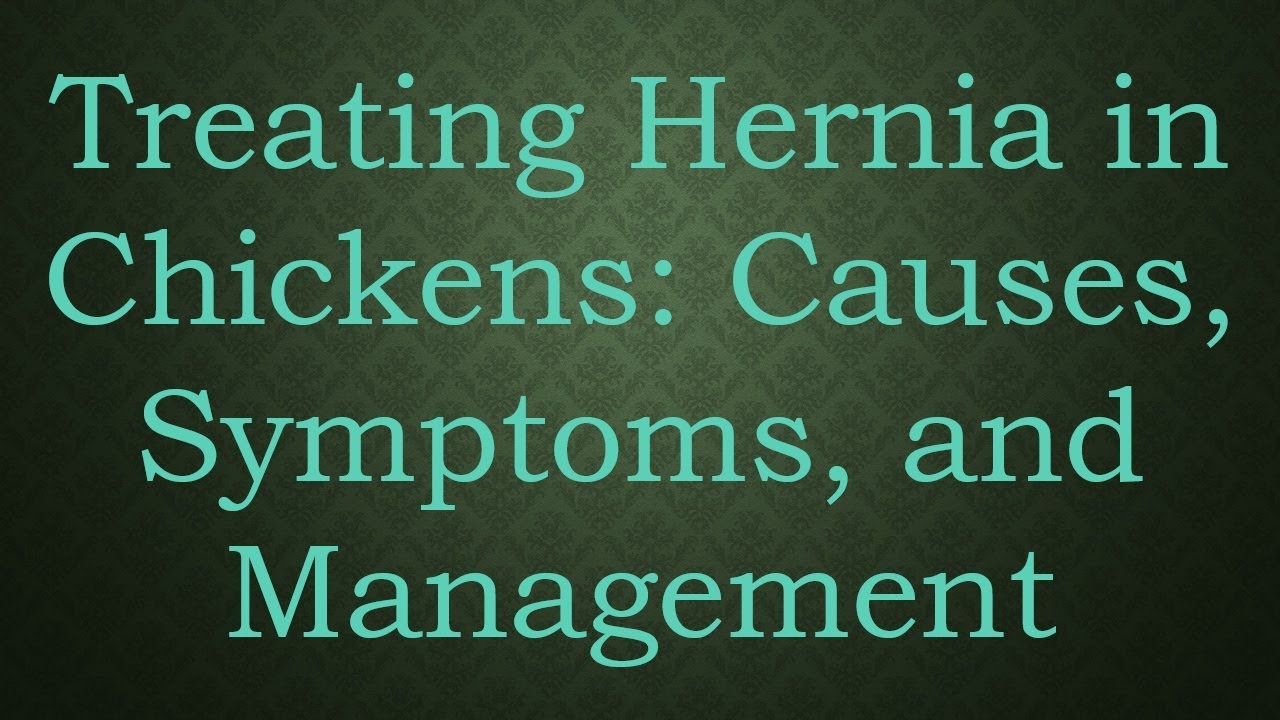 Treating Hernia in Chickens: Causes, Symptoms, and Management - YouTube