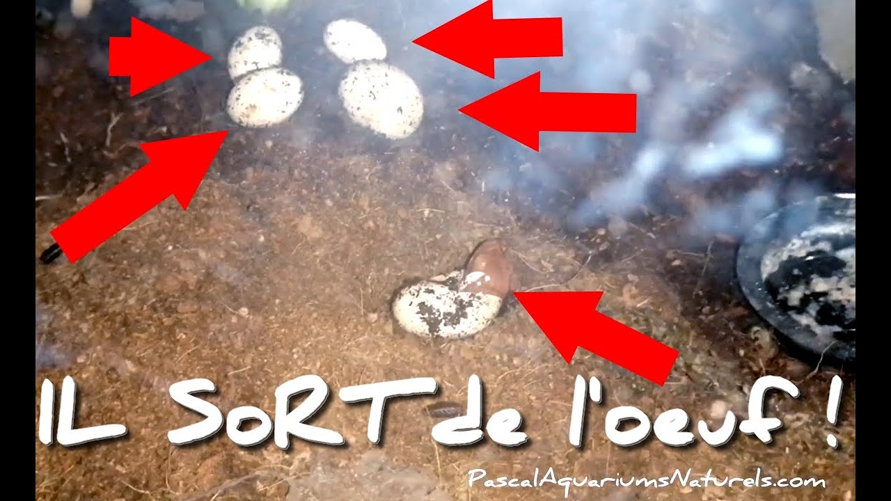 naissance gecko à crête (bébé qui sort d'un oeuf !) - Pascal Aquariums ...