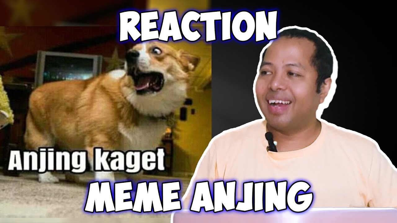 MEME ANJING - REACTION MEME KOCAK - YouTube