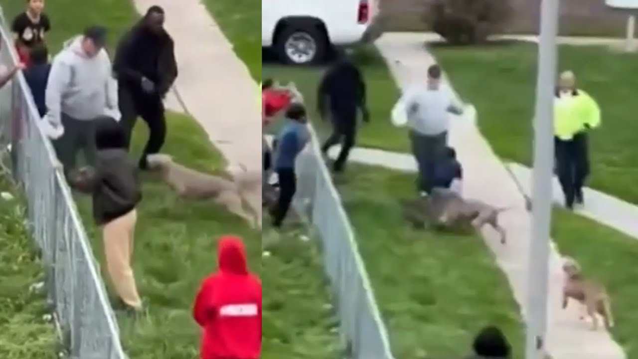 Pit bulls attack kids and adults caught on camera - YouTube
