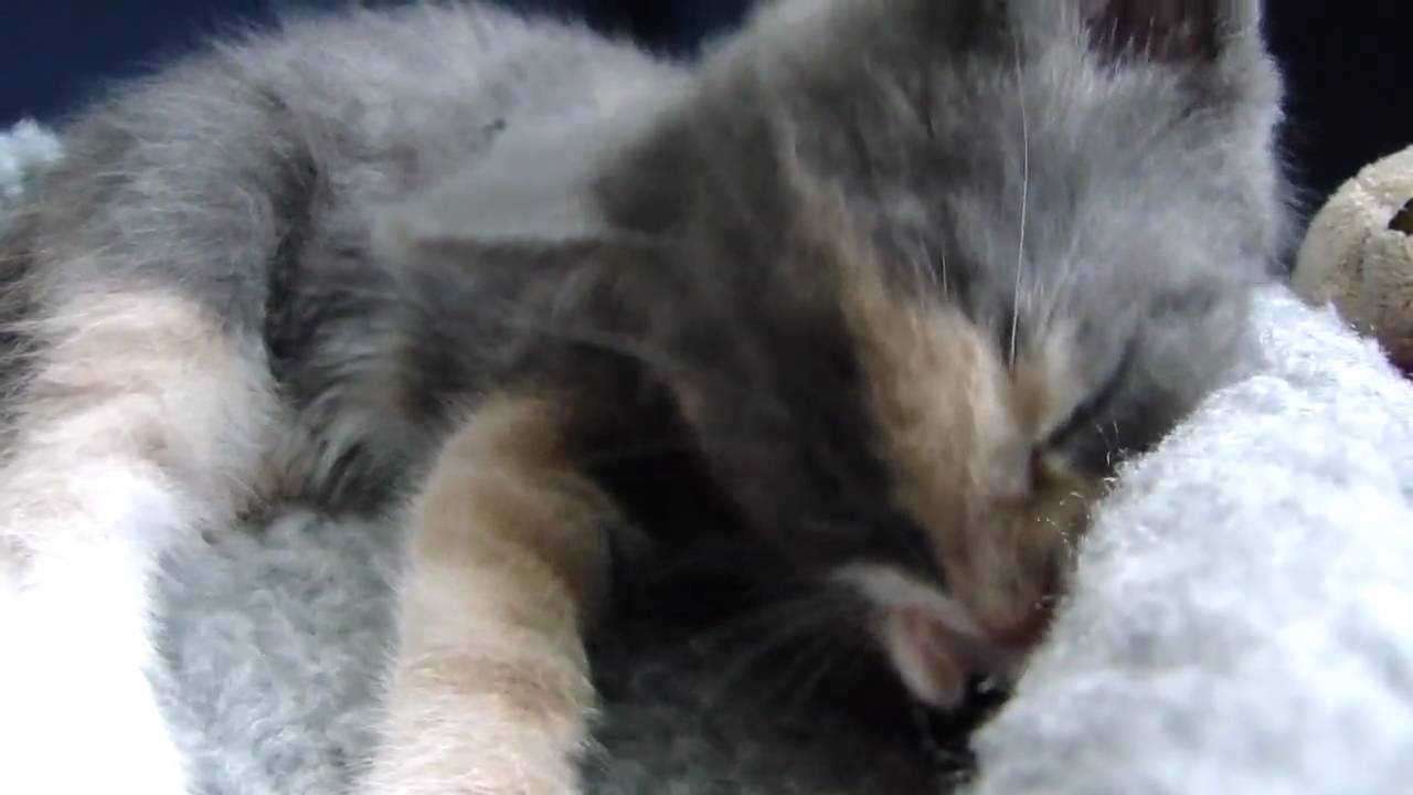 My New Cat YouTube my-new-cat-youtube
