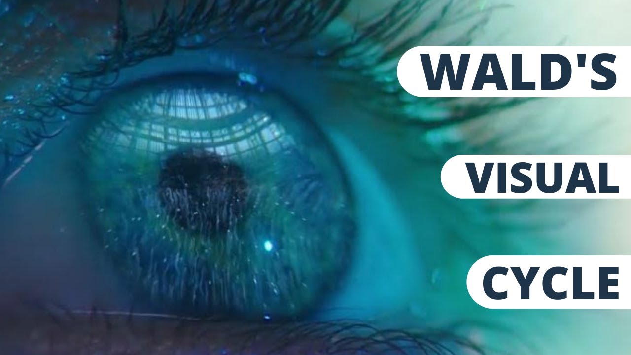 Wald's Visual Cycle | Explanation Step By Step - Biochemistry | Cross ...