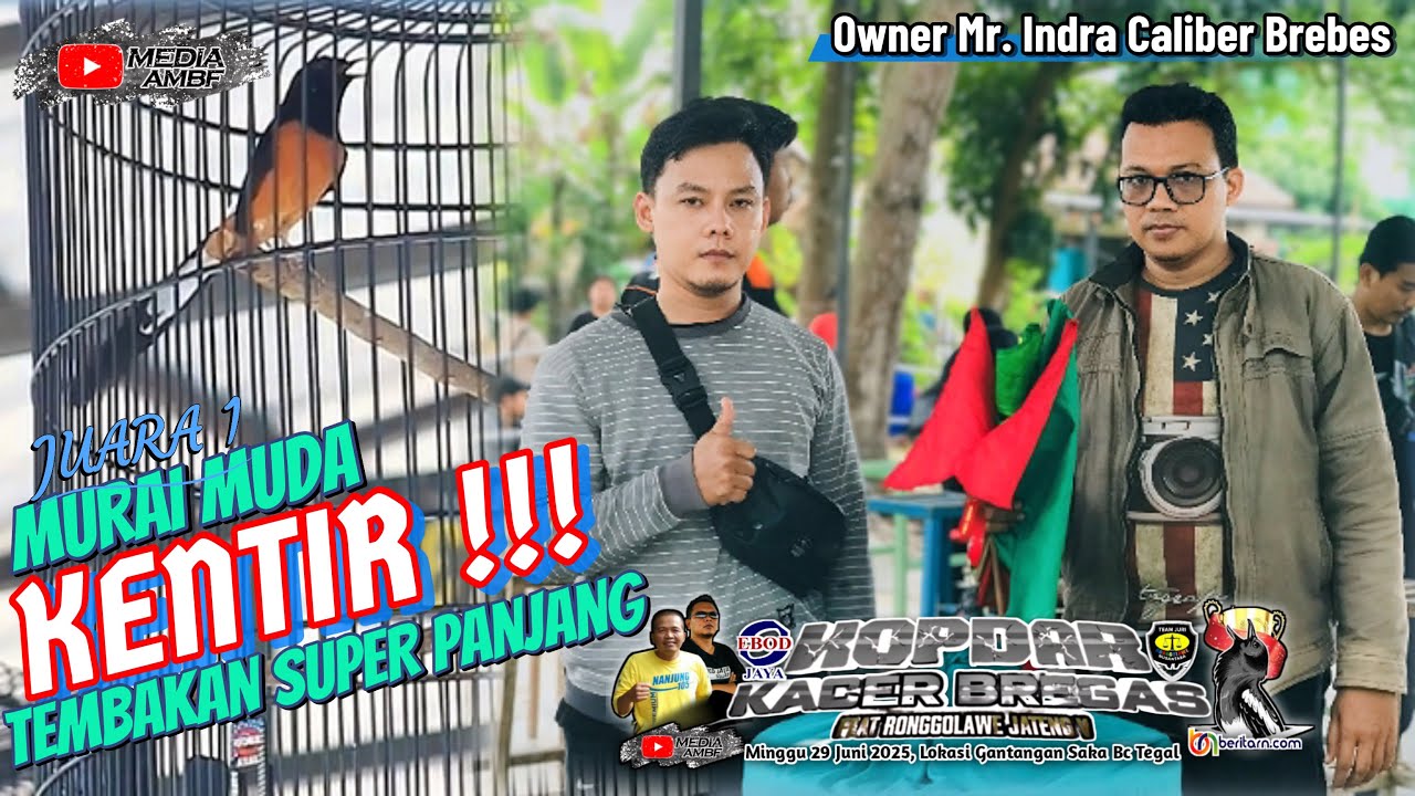 TEMBAKAN SUPER PANJANG ‼️ MURAI MUDA KENTIR MILIK MR. INDRA CALIBER BREBES DI KOPDAR KACER ...