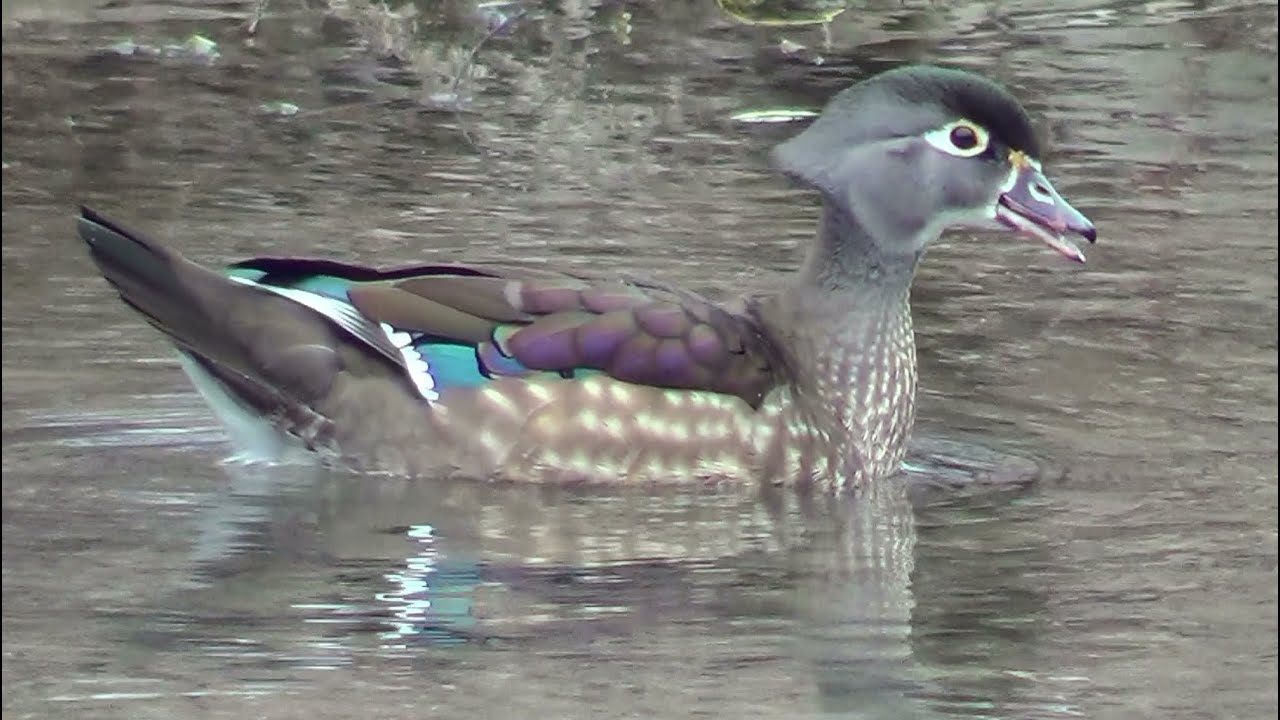 Wood Duck Profile (F) 5 - YouTube