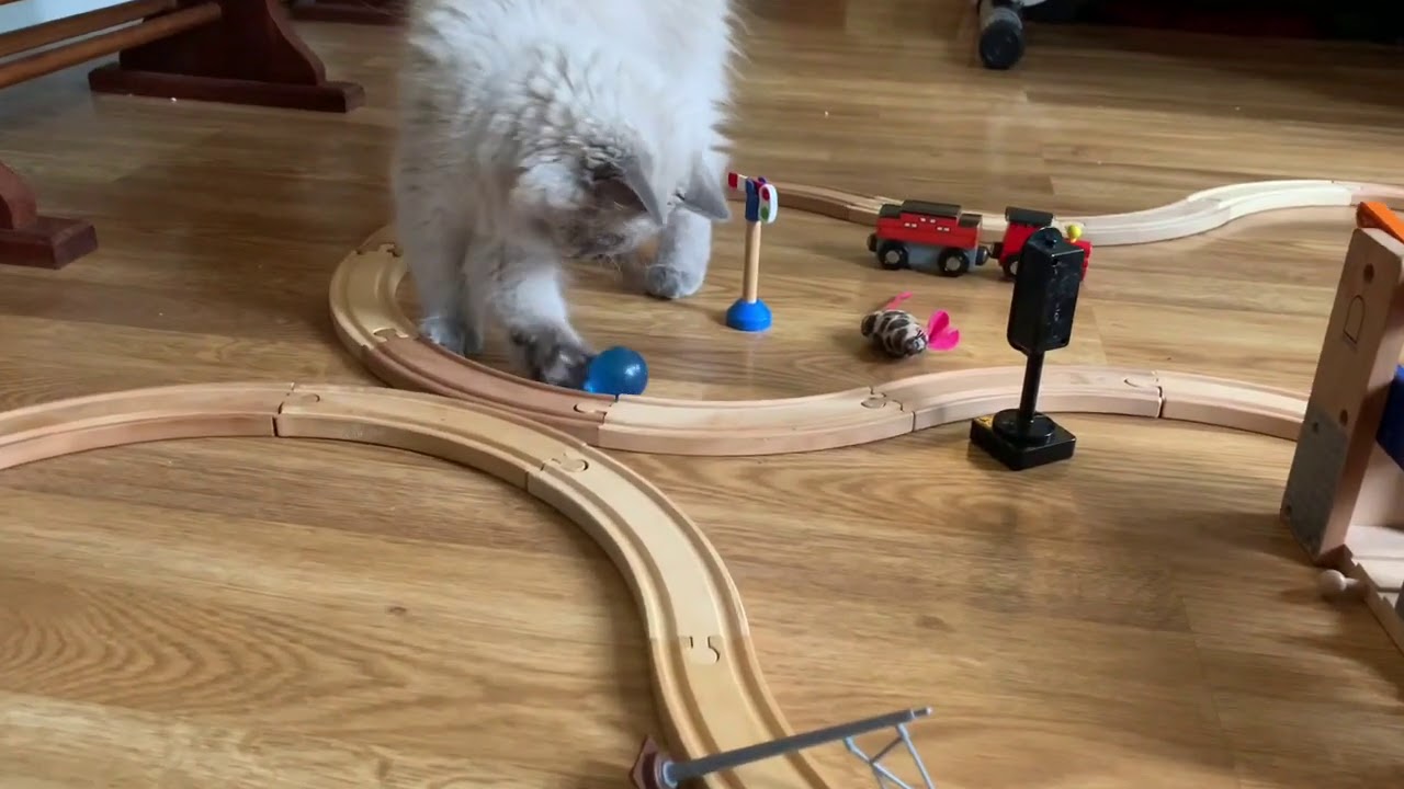 Cat vs Trains - YouTube