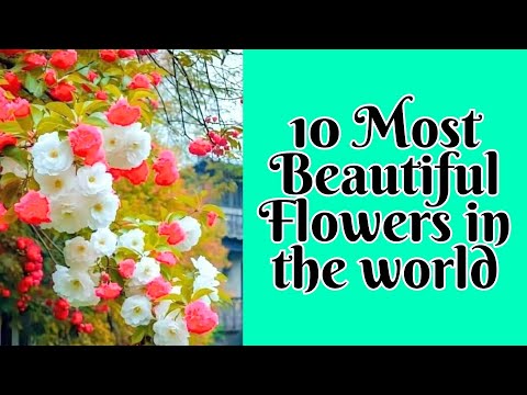 10 Most Beautiful Flowers in the world