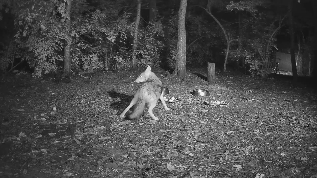 20220911 nervous coyote and Texas toast - YouTube