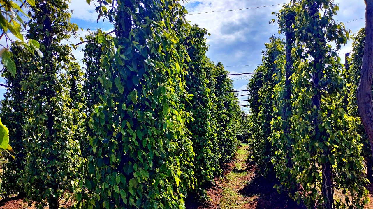 Ny Ann Kampot Pepper Farm in Kep, Cambodia. - YouTube