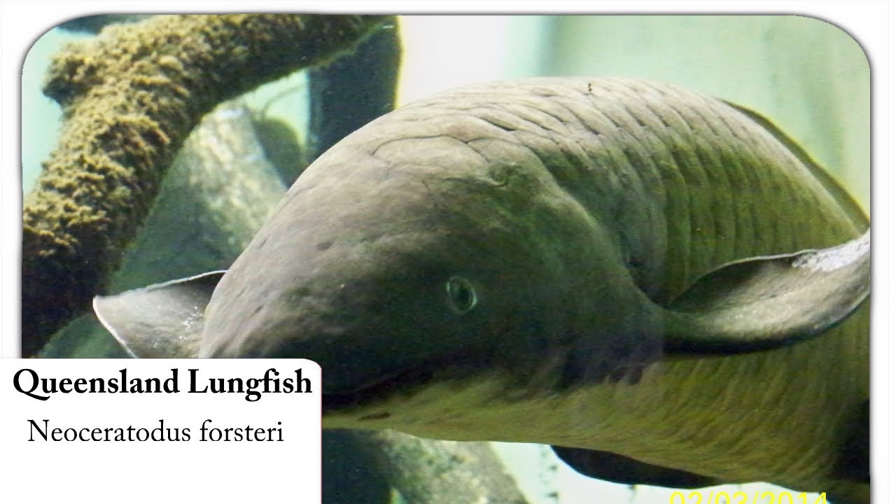 [HD] Queensland Lungfish / Australischer Lungenfisch - Neoceratodus ...