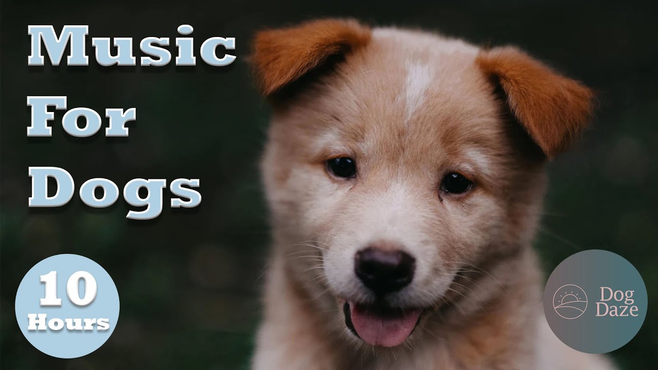 Videos for Dogs! 10 HOURS of Calming Music! Entertainment for Dogs with ...