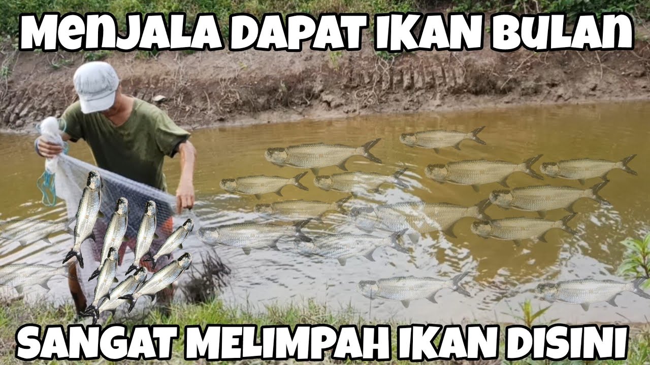 MENJALA DI PARIT BESAR DAPAT IKAN BESAR IKAN BULAN. - YouTube