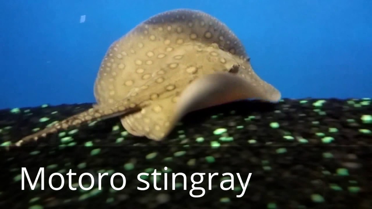 Rare oddball freshwater fish at a petstore - YouTube