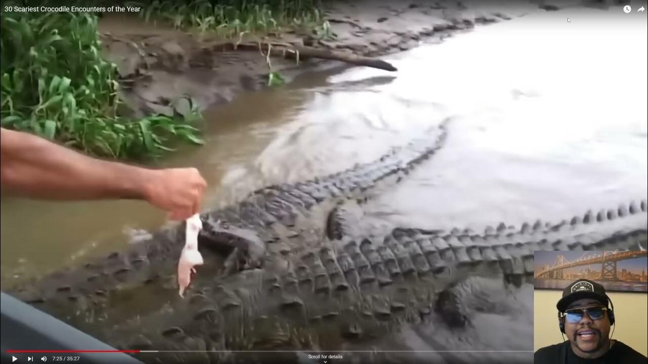 Apollo Reacts To 30 Alligator Close Encounters!!! - YouTube