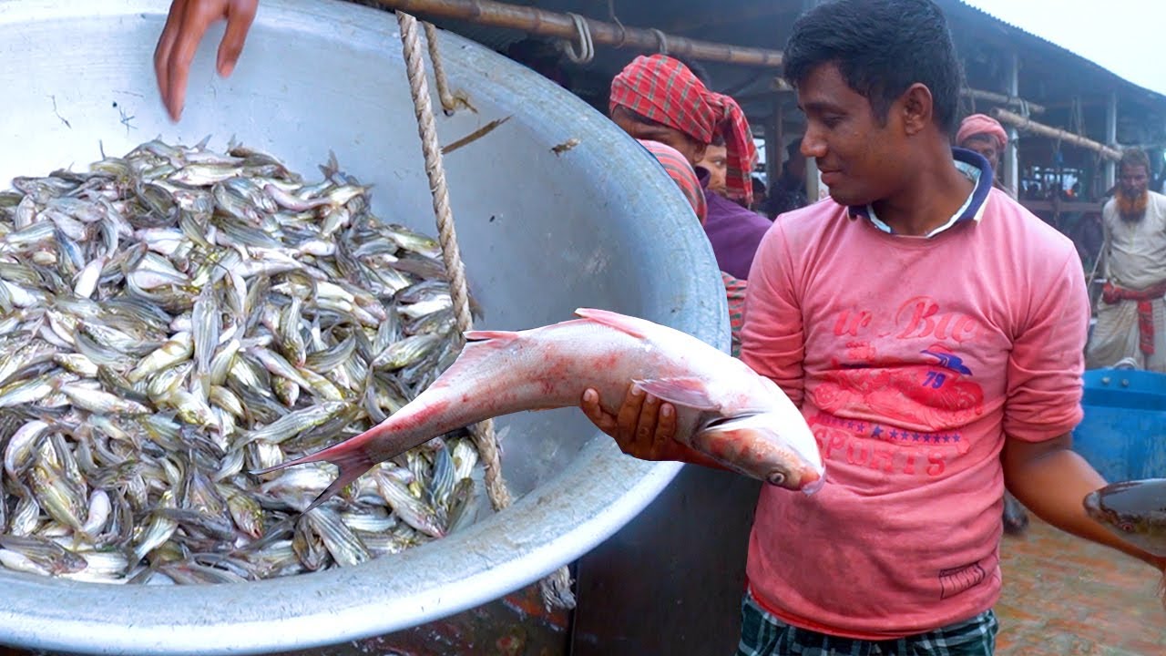 Awesome fish wholesale market | Find out the wholesale origin of fresh ...