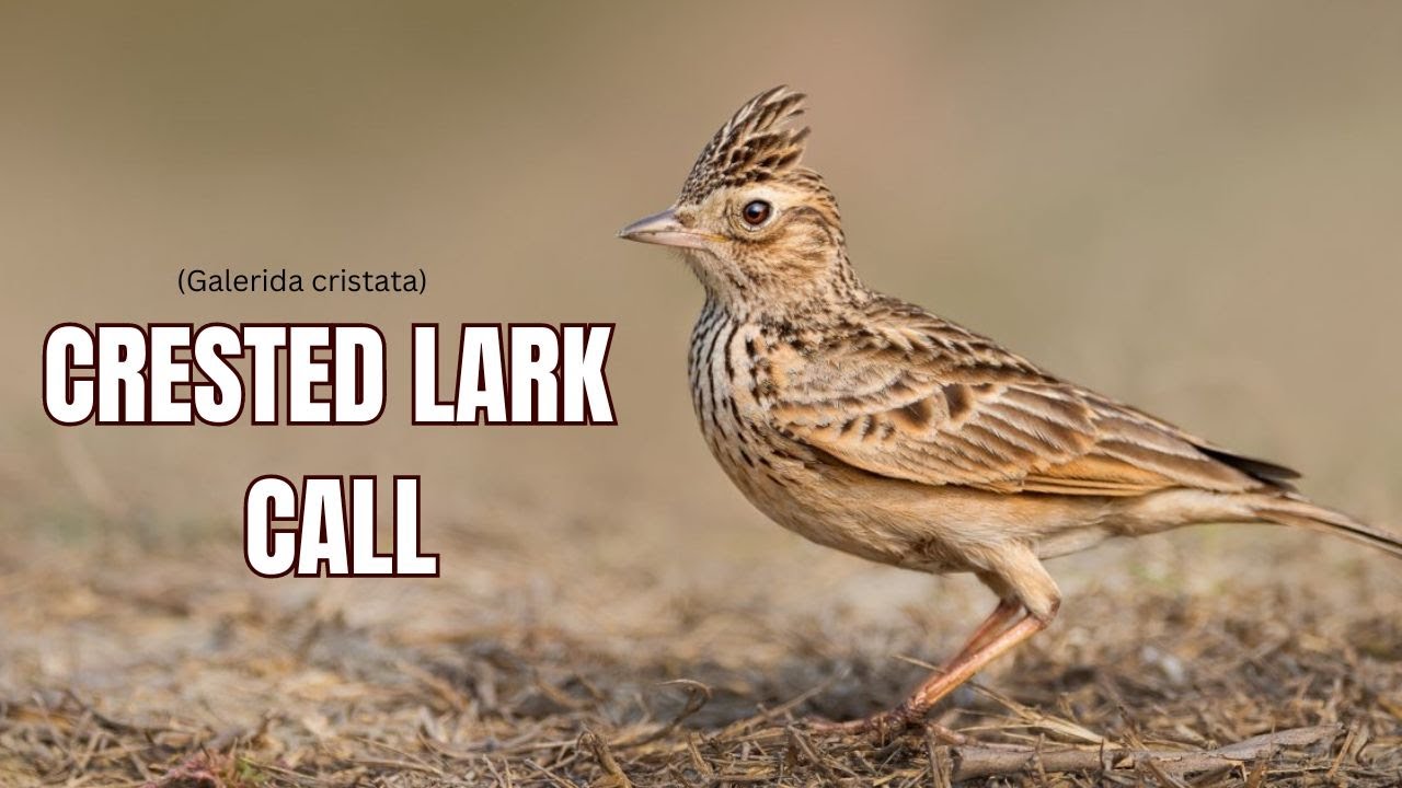 Crested Lark Call: Mesmerizing Sounds from Nature ! Crested Lark Sound ...