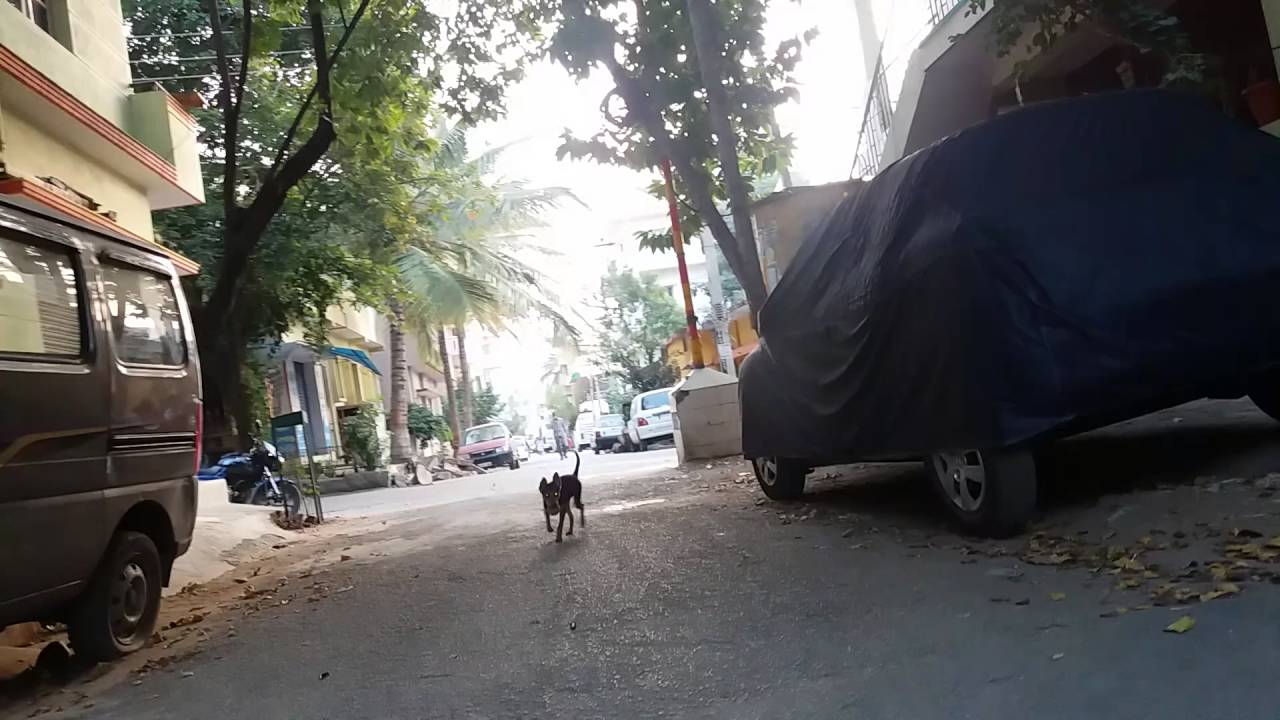 INDIAN STREET TRAINED DOGS (PUPPIES) BY MADHU - YouTube