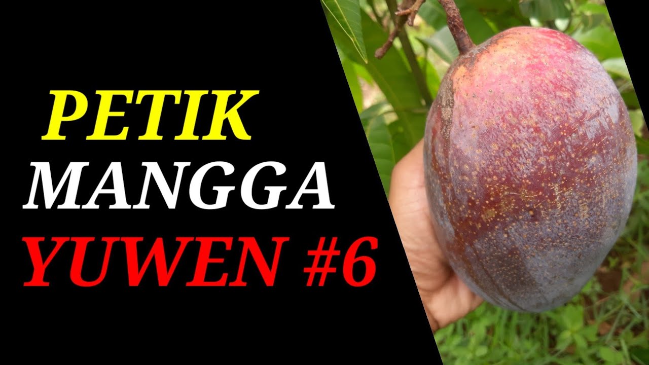 PETIK MANGGA YUWEN #6 - YouTube
