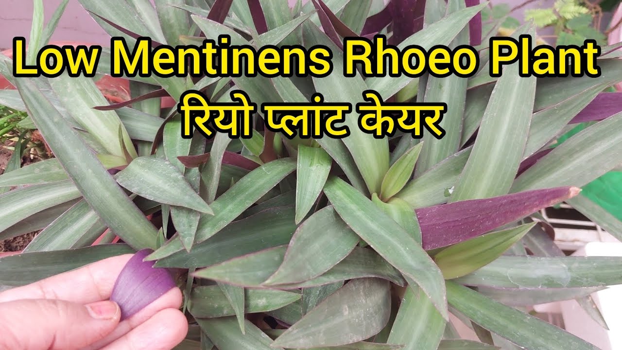 Rhoeo Plant for beginners | कम देखभाल में लगने वाला-रियो प्लांट | Easy ...