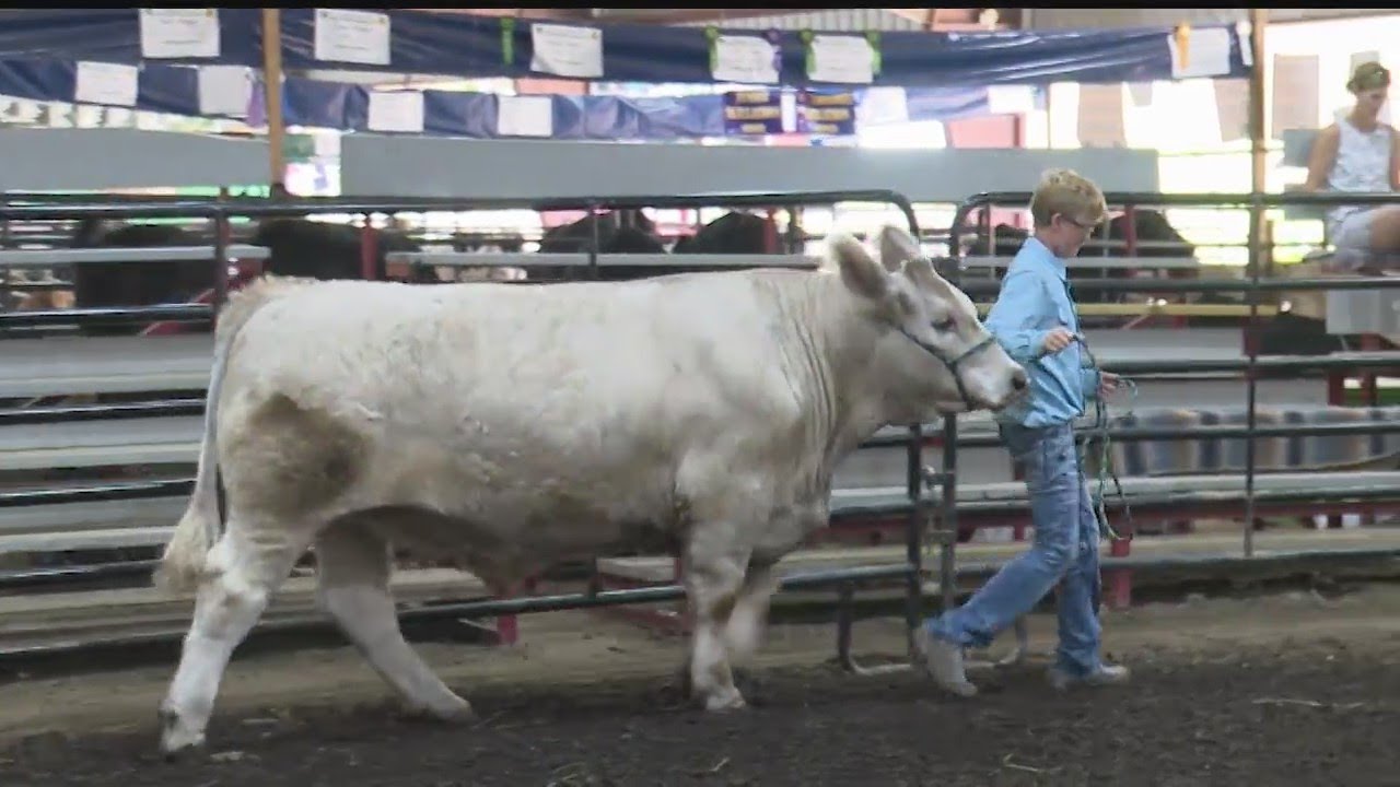 Henry Pitts earns over $43K from steer sale at Columbiana County Fair ...