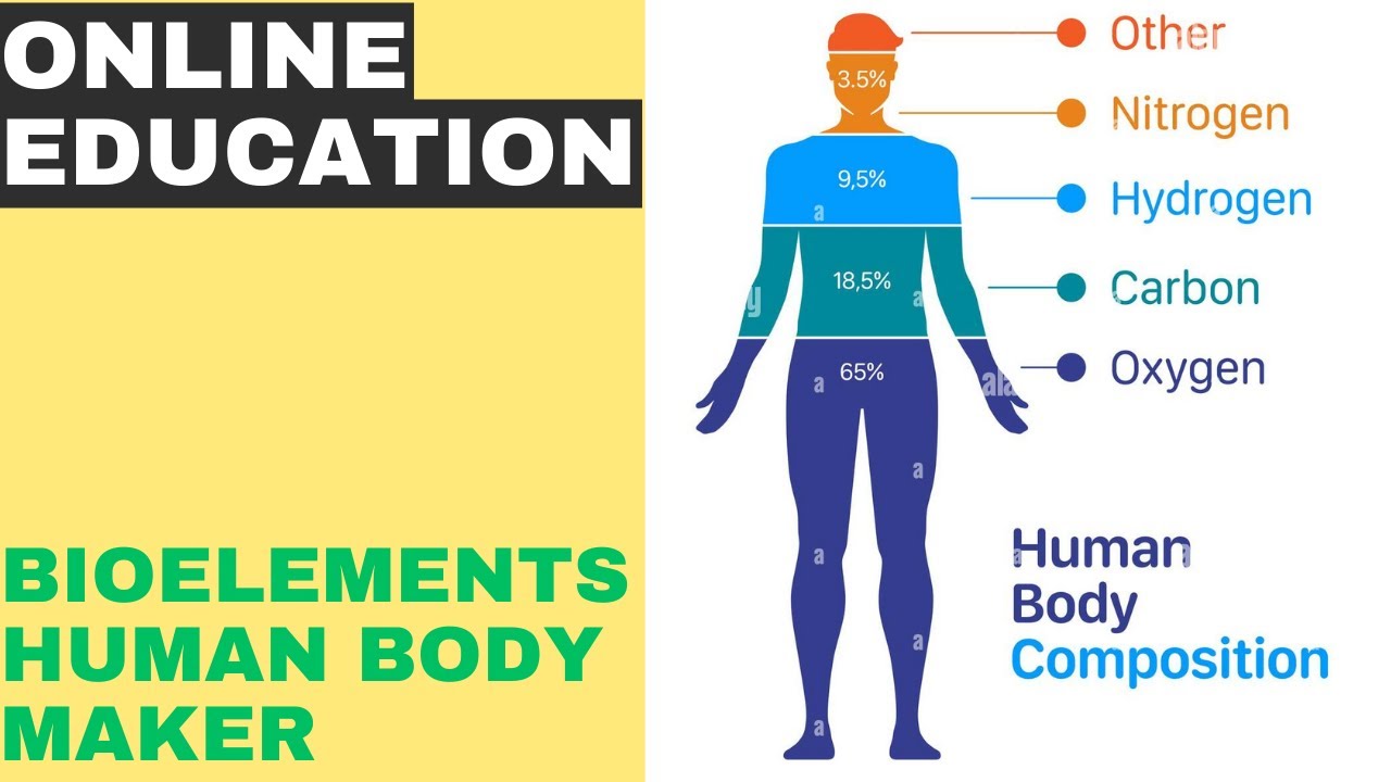16 Bioelements human body maker || Online Education - YouTube