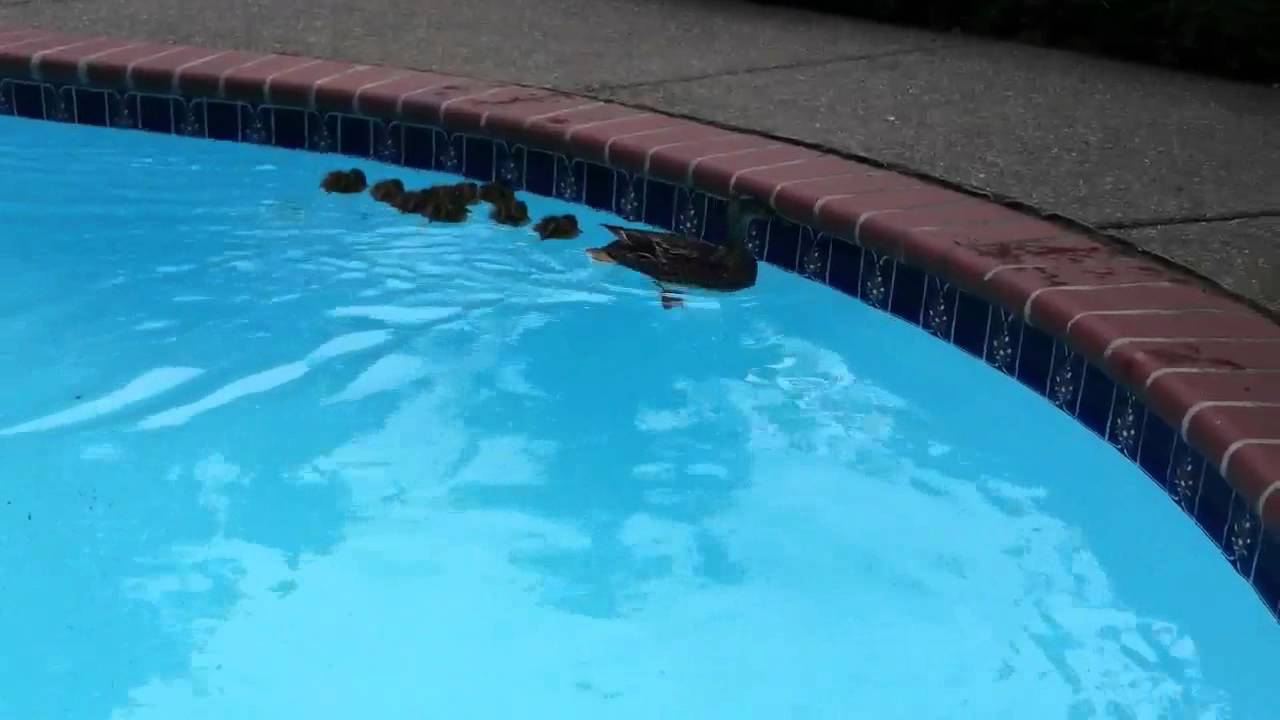 Duck Entourage - YouTube