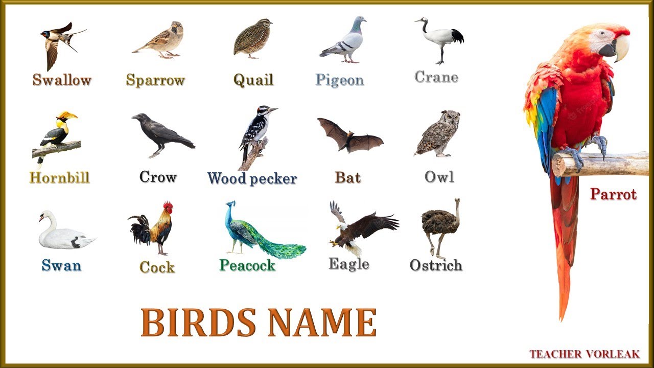 Birds Name | Birds Name in English - YouTube