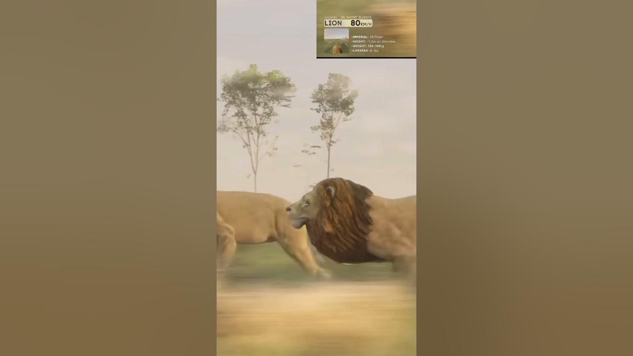 Animal Speed Comparison (part-2) ||#youtubeshorts #youtube #viral # ...