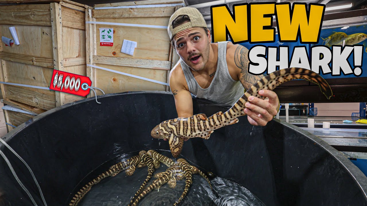 My $5,000 ZEBRA SHARK has been Delivered... - YouTube