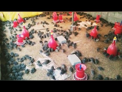 bater farm | bater in hyd | quail bird's | teetar batar - YouTube