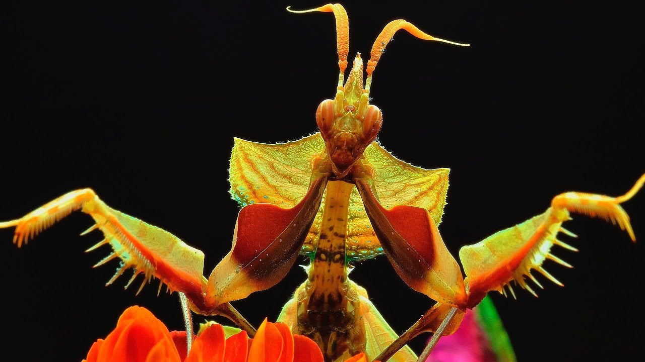 Most Amazing and Wondrous Praying Mantis Facts - YouTube