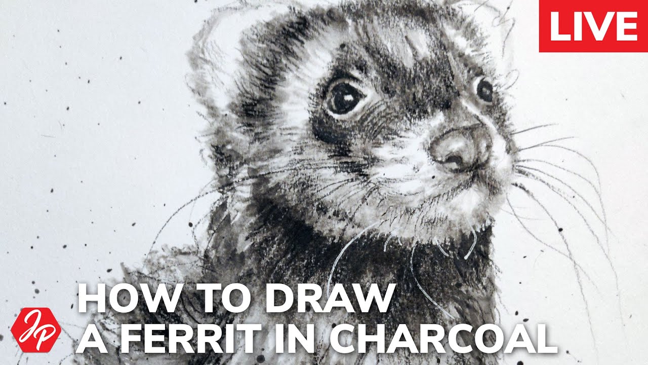How to draw a ferret in charcoal - YouTube