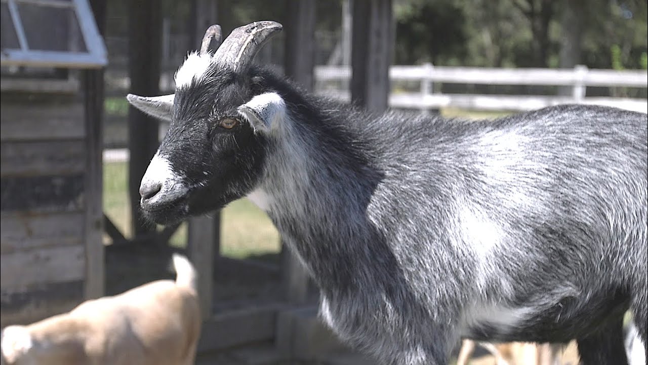 Introduction to Farm Goats – Family Plot - YouTube
