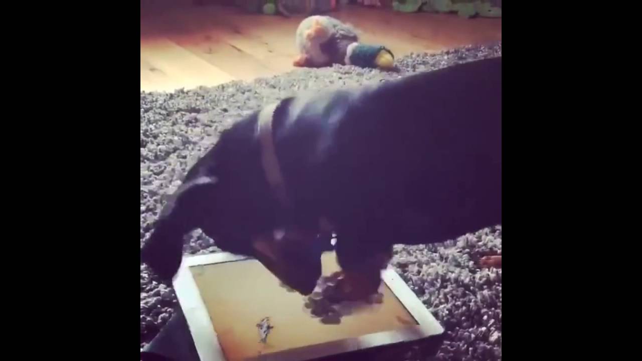 When dogs play ipad - YouTube