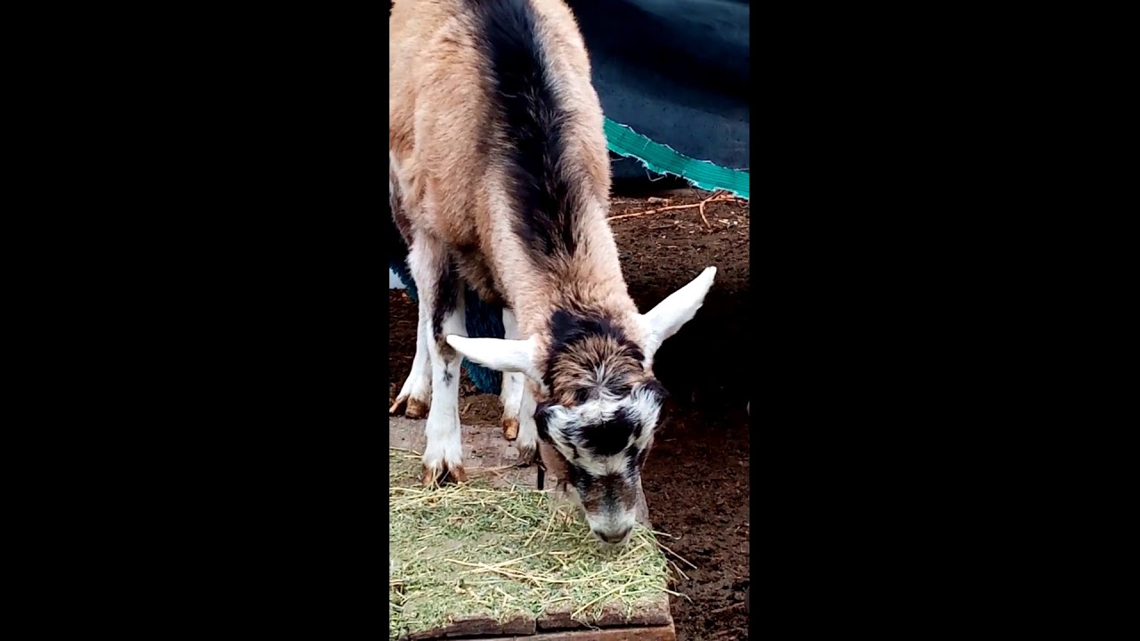 #48 Goats & Battling Mud 13 December 2019 - YouTube