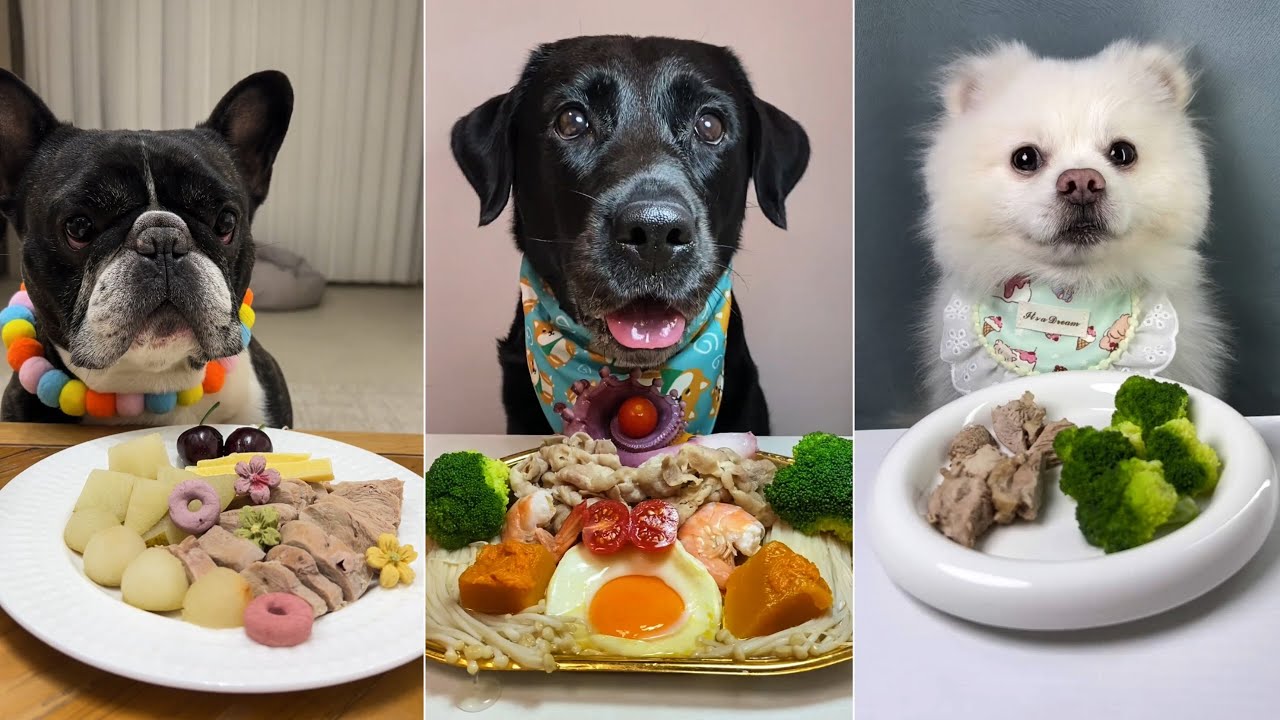 3 Dogs, 3 Plates, 1 Winner! 🐶 | Ultimate Dog Food Taste Test - YouTube