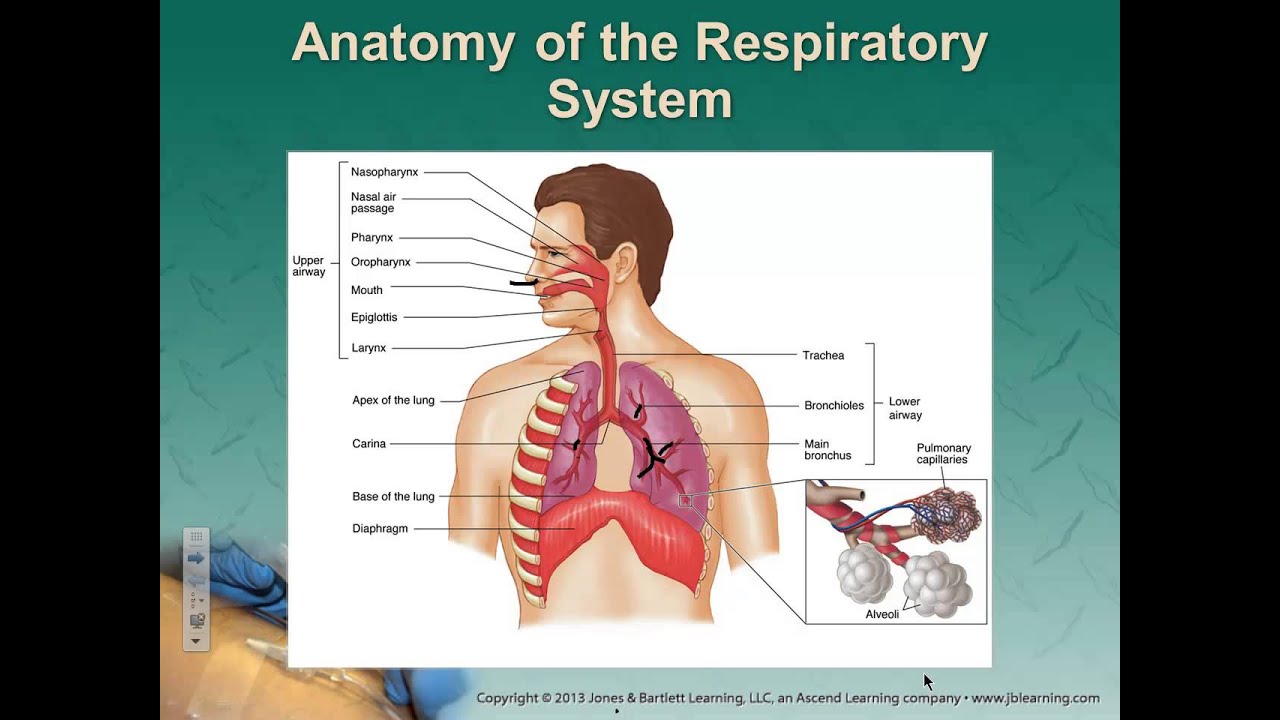 EMS 242 Airway AP day 1 - YouTube