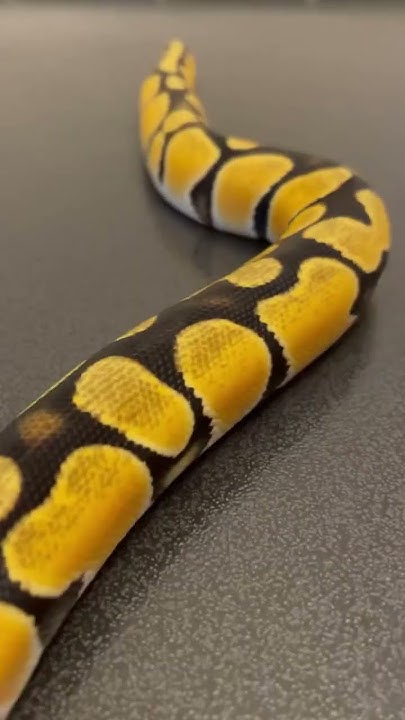 Incredibly Orange Ball Python - YouTube
